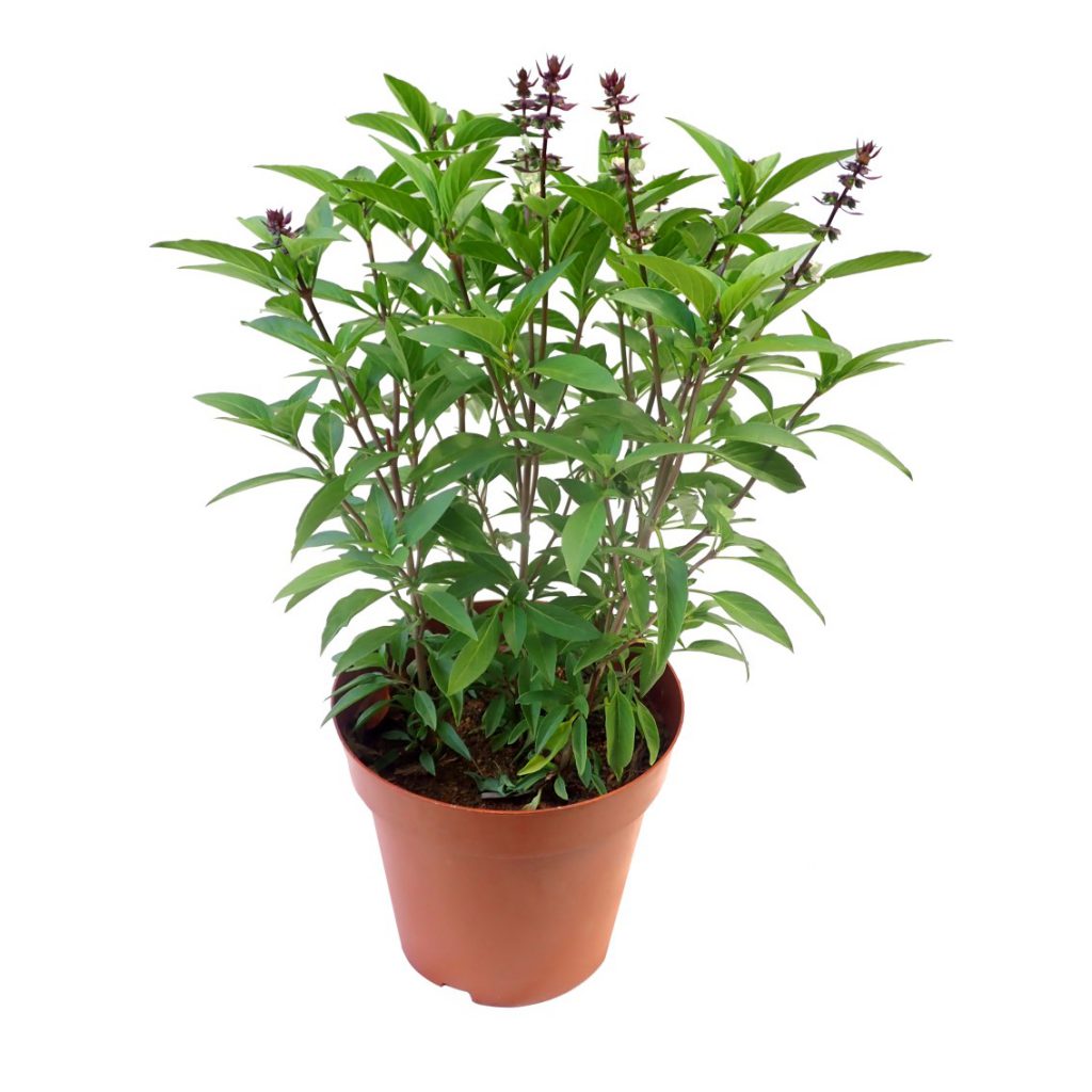 Tulsi Kemangi Merah / Red Holy Basil - Herbalwise Holdings