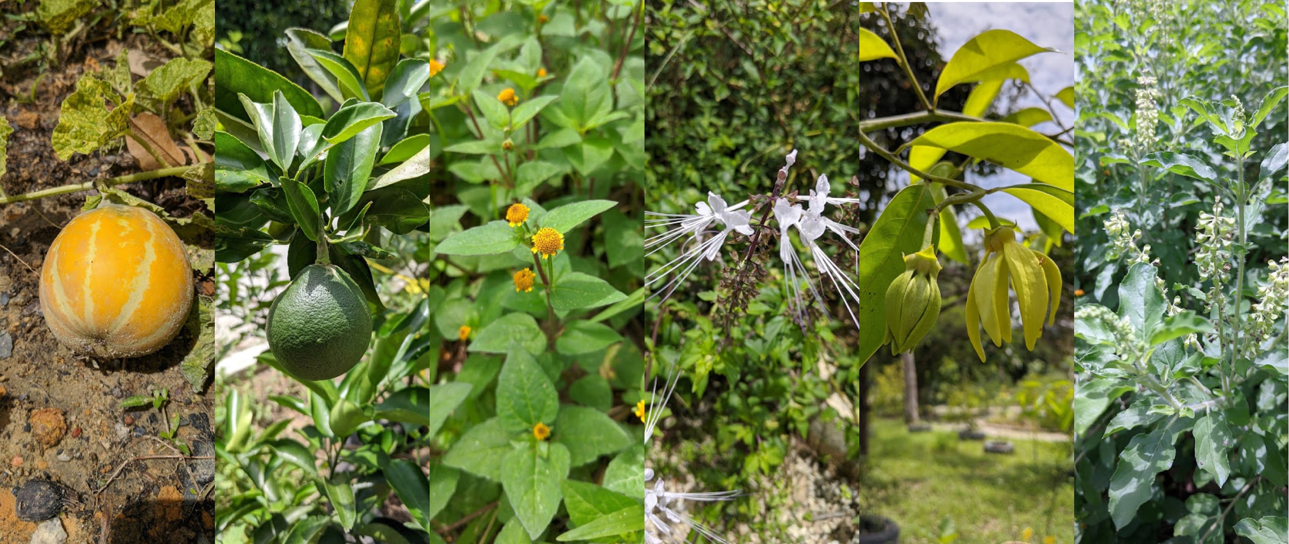 Home - Herbalwise Holdings