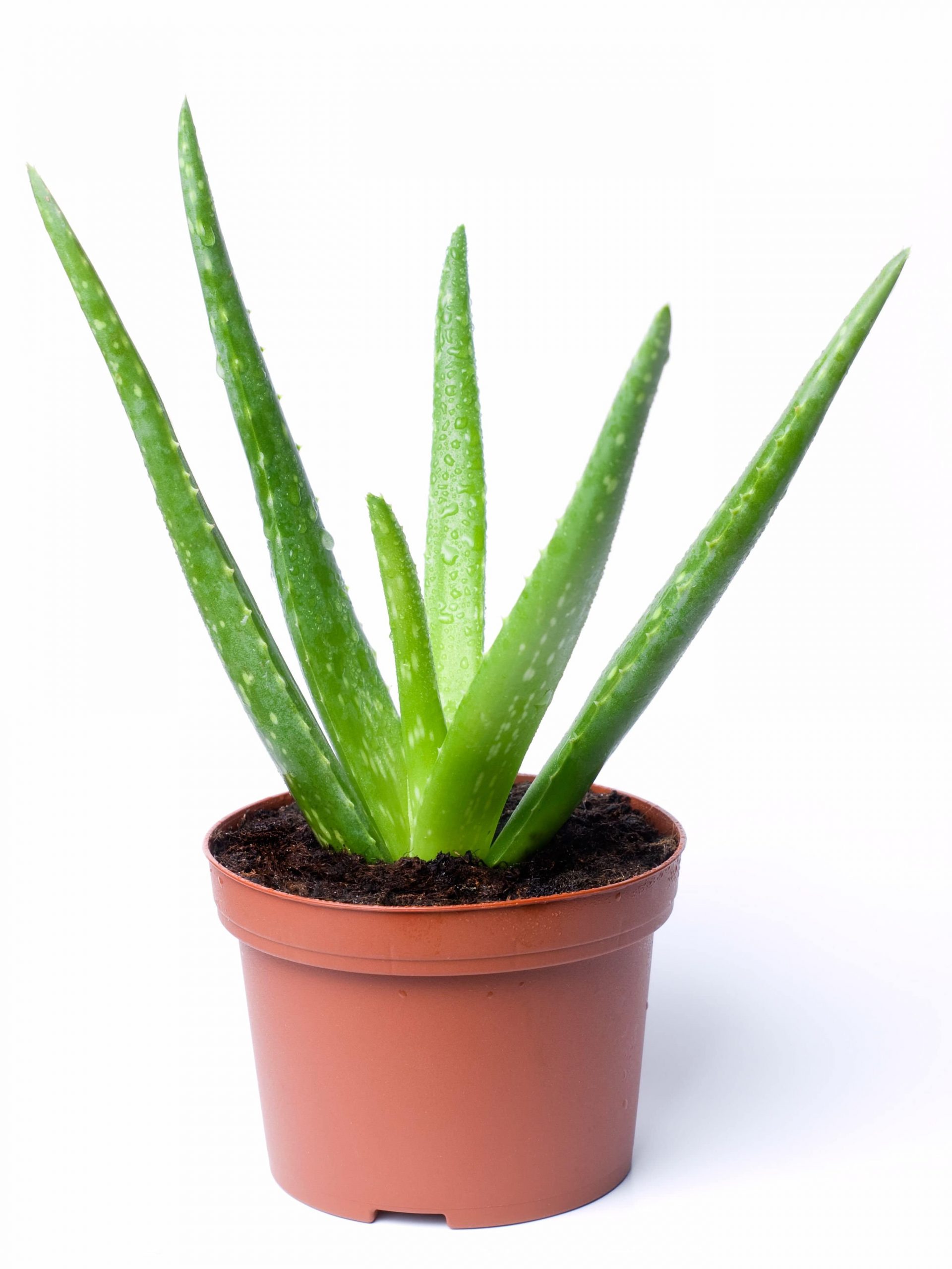 Lidah Buaya / Aloe Vera - Herbalwise Holdings