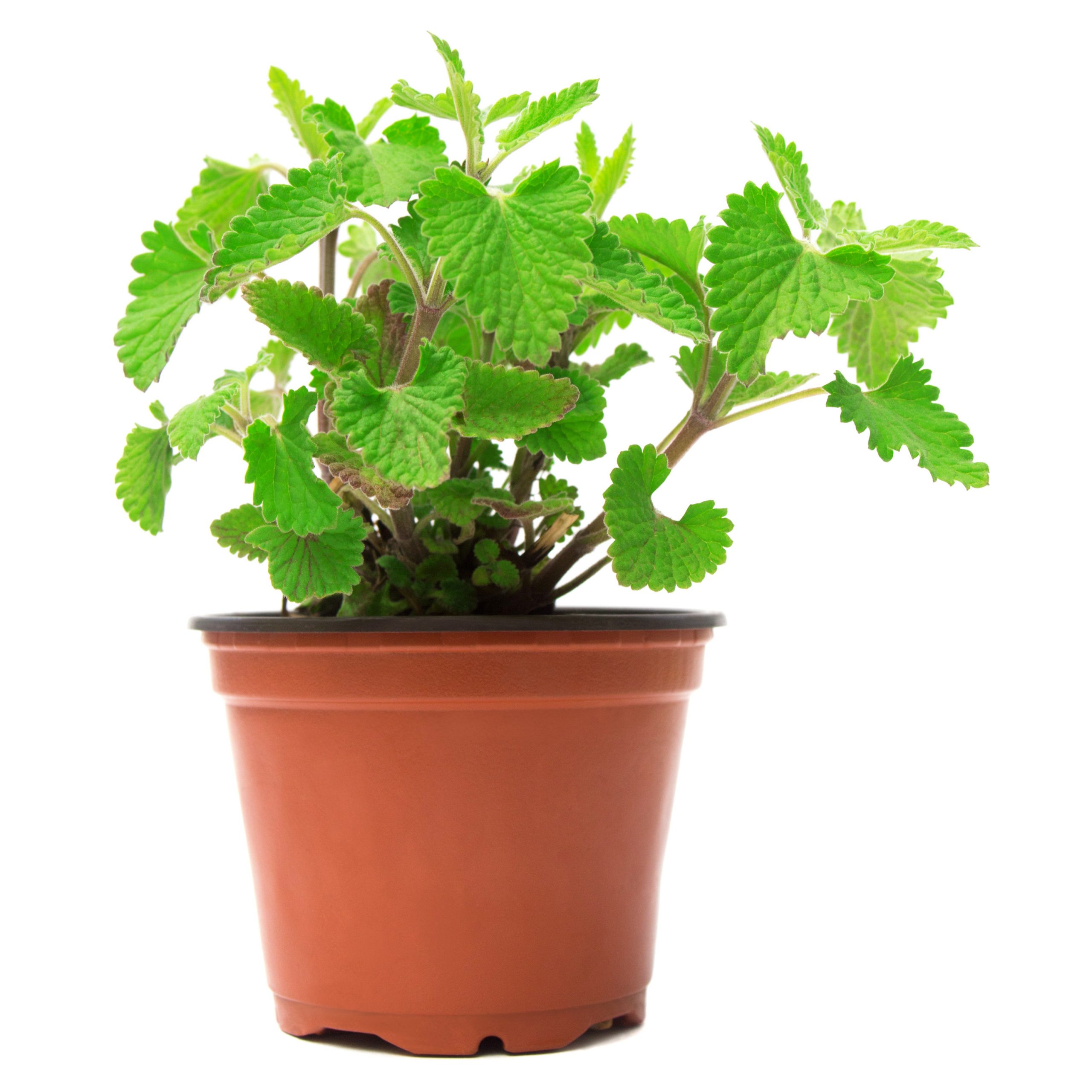 Lemon Balm - Herbalwise Holdings