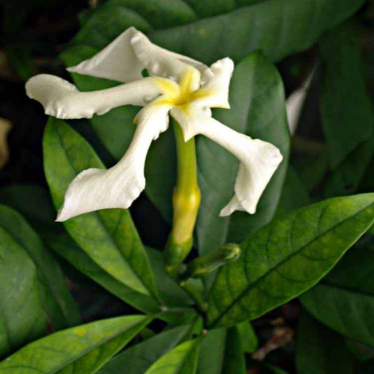 Cempaka Wali / Samoan Gardenia - Herbalwise Holdings