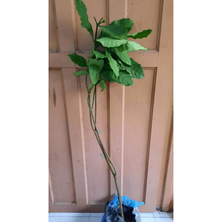 Cempaka Wali / Samoan Gardenia - Herbalwise Holdings