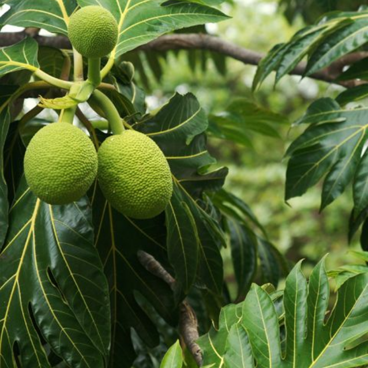 Buah Pulur / Breadnut - Herbalwise Holdings