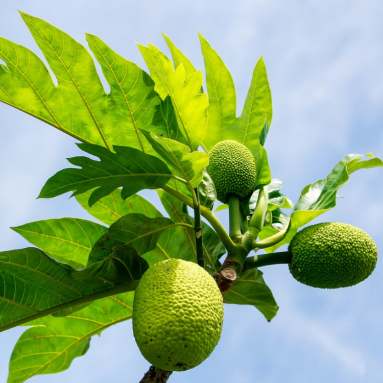 Buah Pulur / Breadnut - Herbalwise Holdings