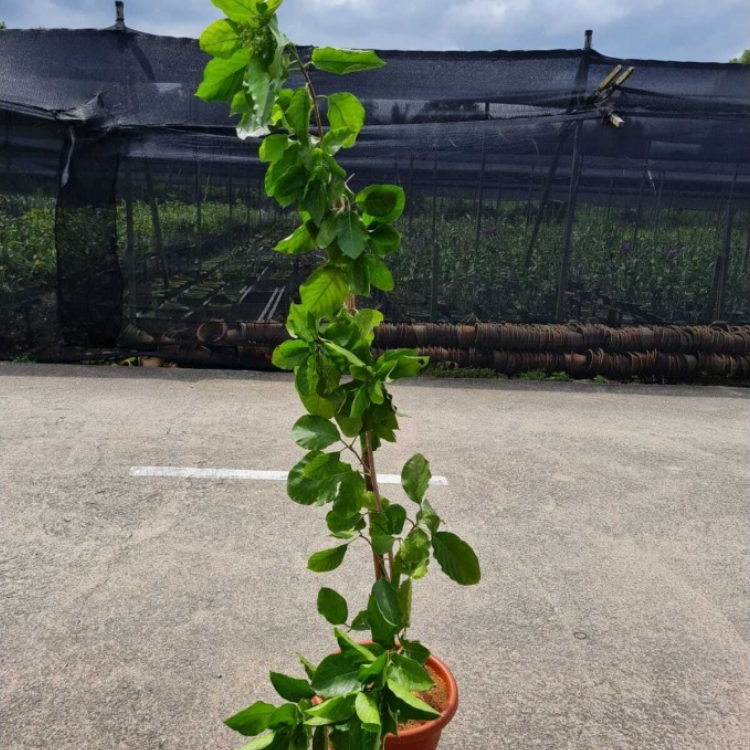 Kesidang / Bread Flower - Herbalwise Holdings