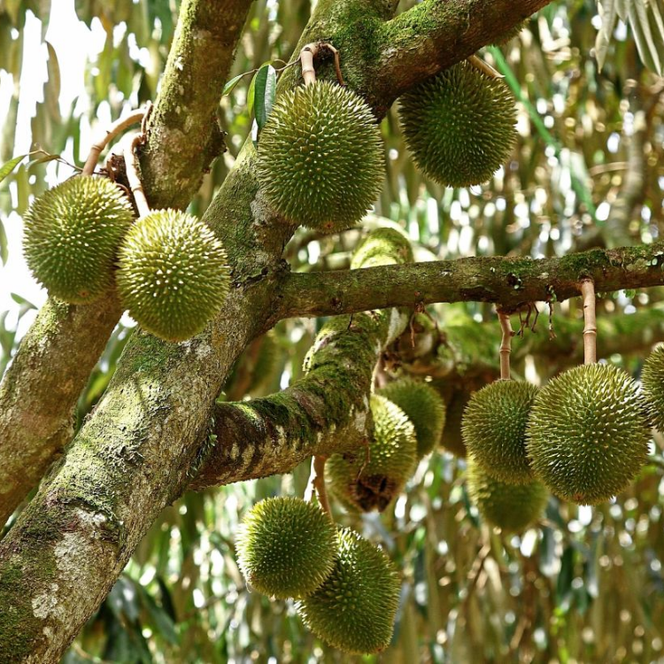 Durian Musang King / Musang King Durian (Durio Zibethinus Var. ‘Musang ...