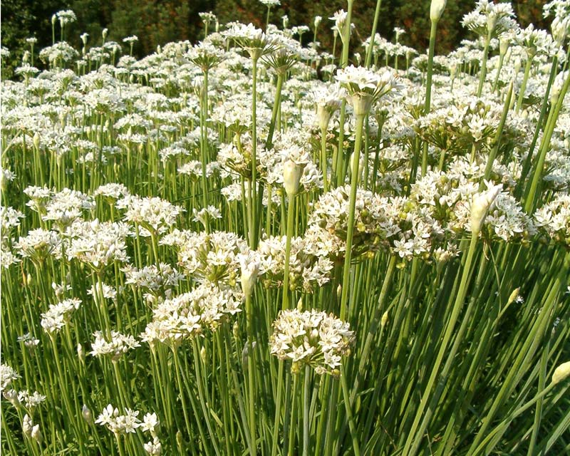 Kucai Cina / Chinese Chives - Herbalwise Holdings