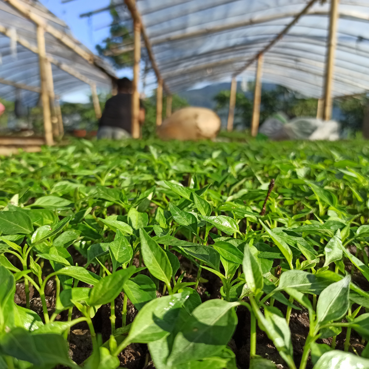 Cili Besar / Chilli - Herbalwise Holdings