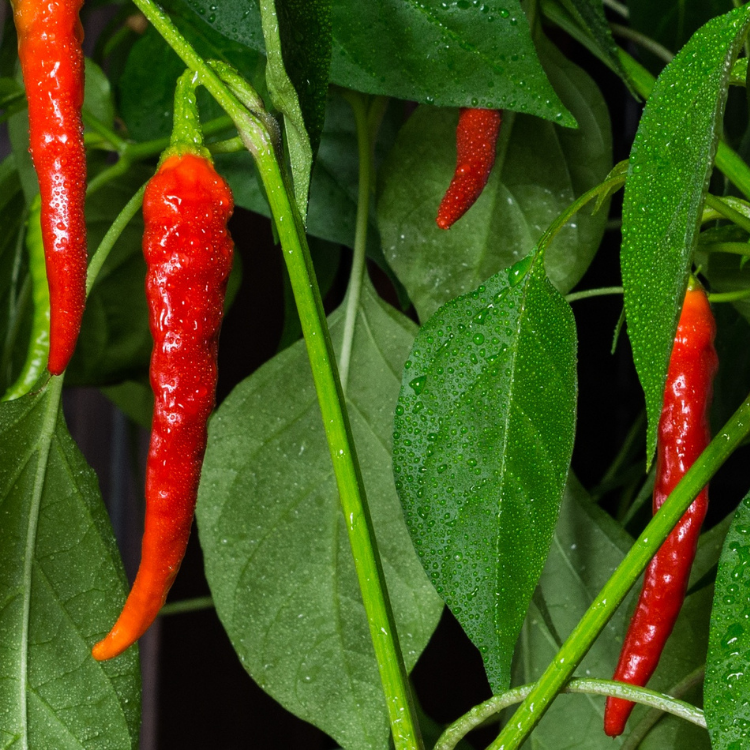 Cili Besar / Chilli - Herbalwise Holdings