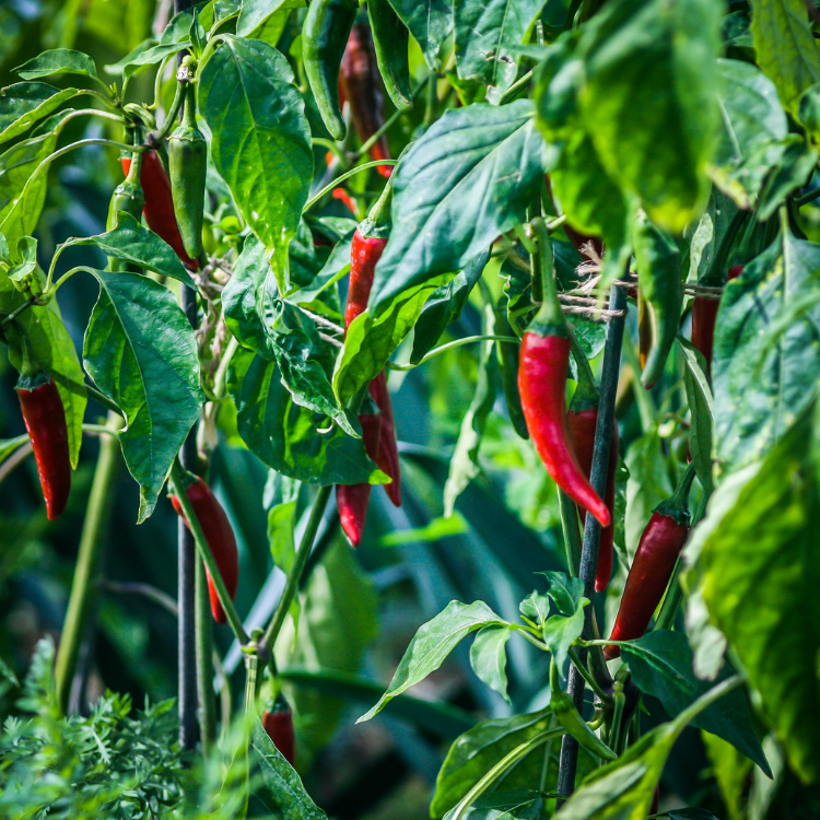 Cili Besar / Chilli - Herbalwise Holdings