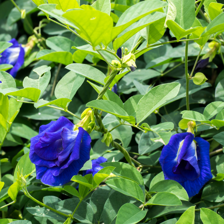 Bunga Telang / Butterfly Pea - Herbalwise Holdings