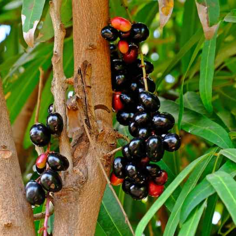 Pokok Asam Java