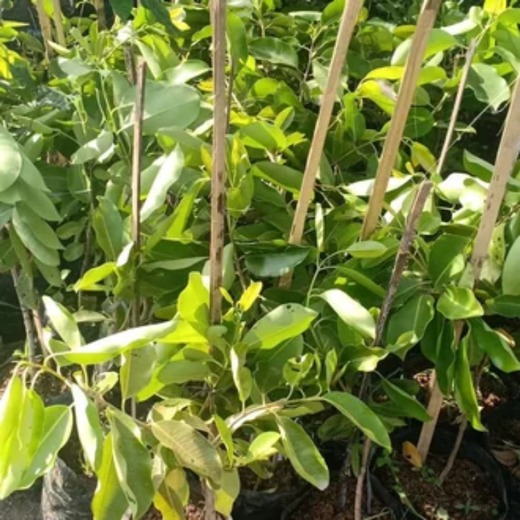 Jamblang / Java Plum - Herbalwise Holdings