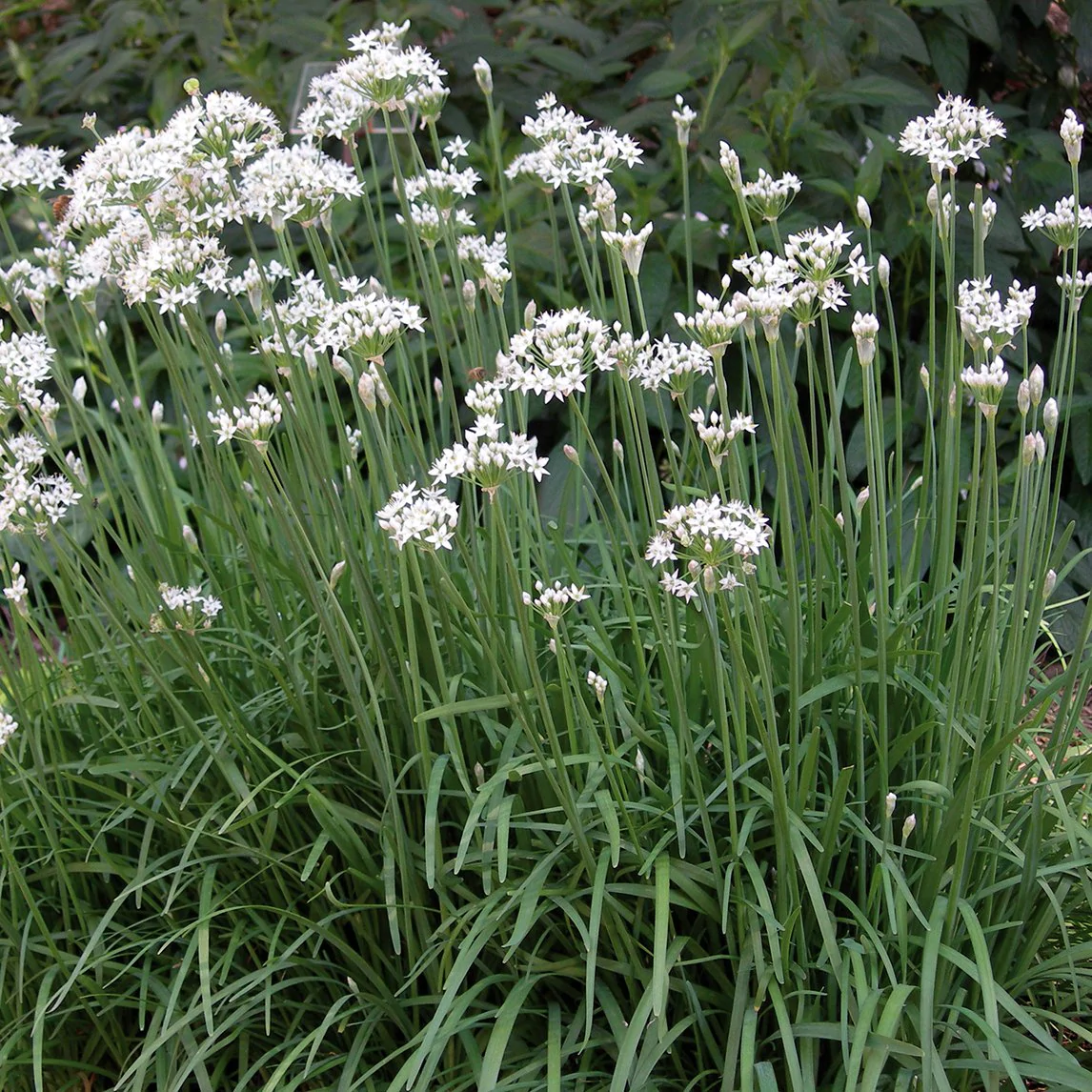 Kucai Cina / Chinese Chives - Herbalwise Holdings