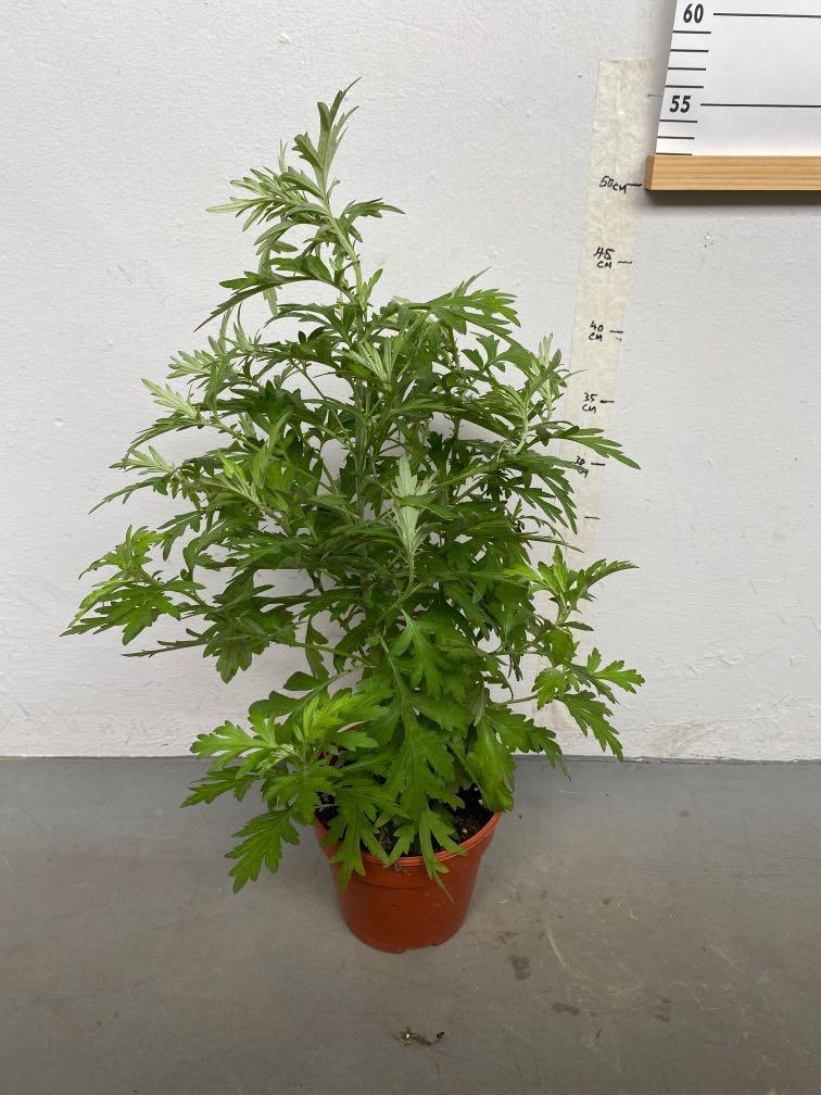 Bebaru Cina / Mugwort - Herbalwise Holdings