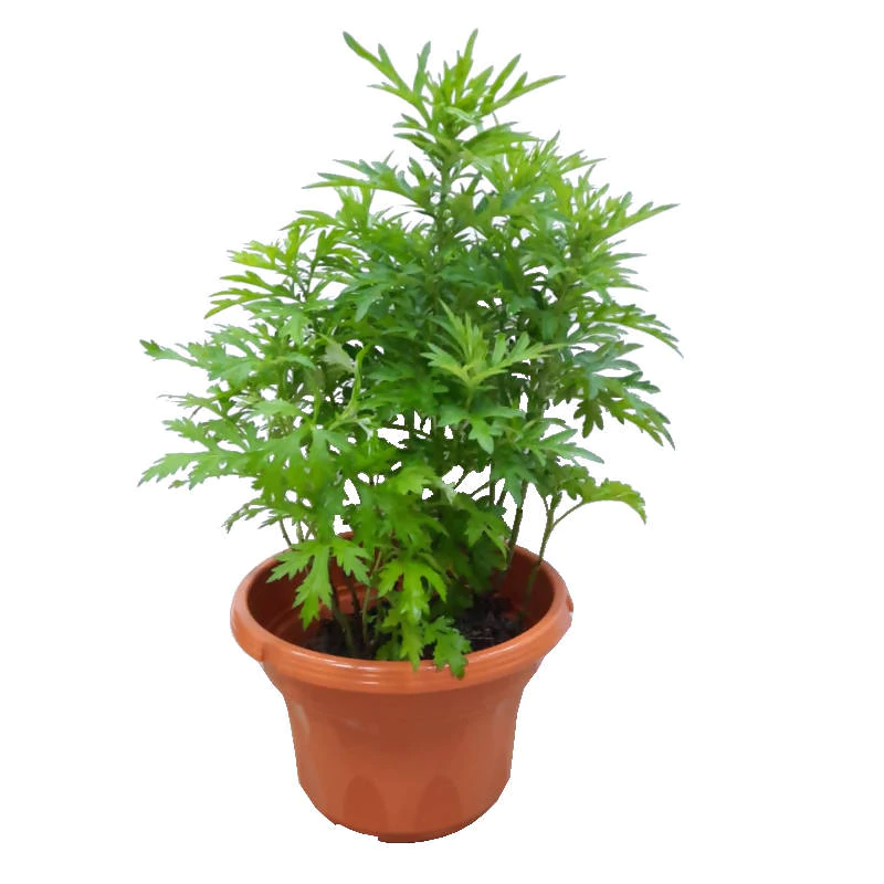 Bebaru Cina / Mugwort - Herbalwise Holdings