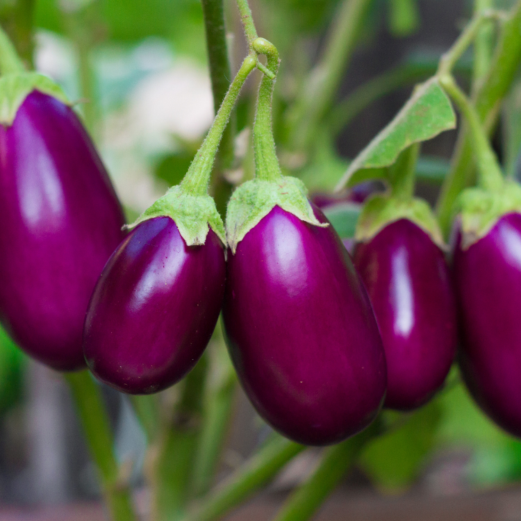 Terung / Eggplant - Herbalwise Holdings