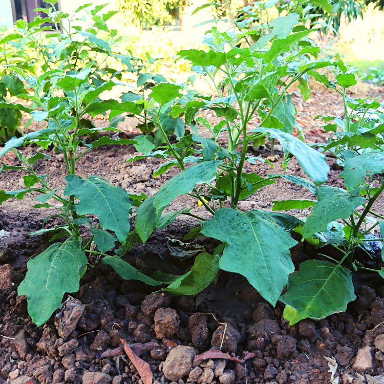 Terung / Eggplant - Herbalwise Holdings