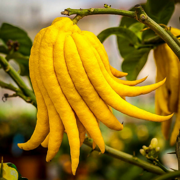 Lemon Tangan Buddha / Buddha's Hand Lemon - Herbalwise Holdings