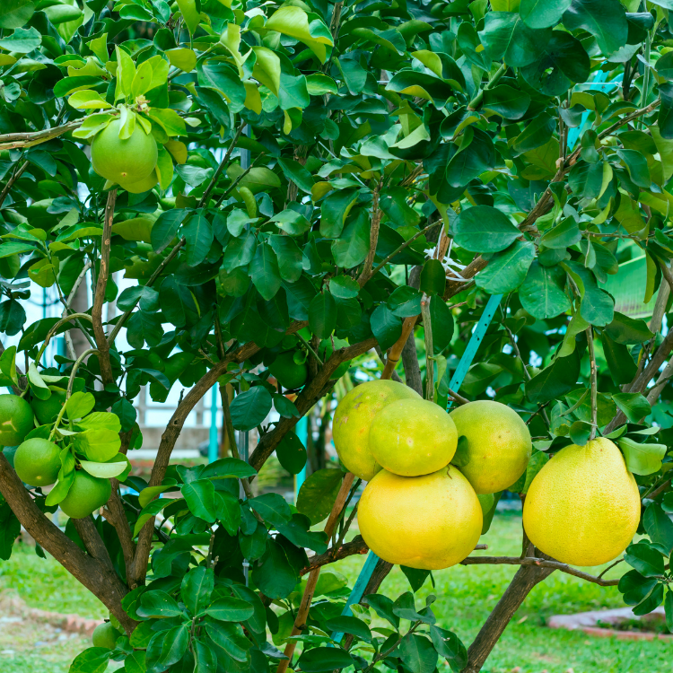 Limau Bali / Pomelo - Herbalwise Holdings