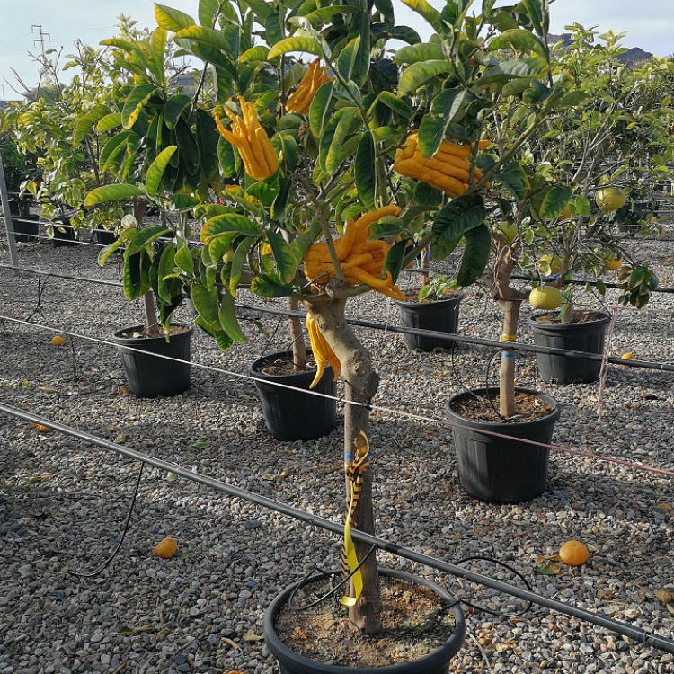 Lemon Tangan Buddha / Buddha's Hand Lemon - Herbalwise Holdings