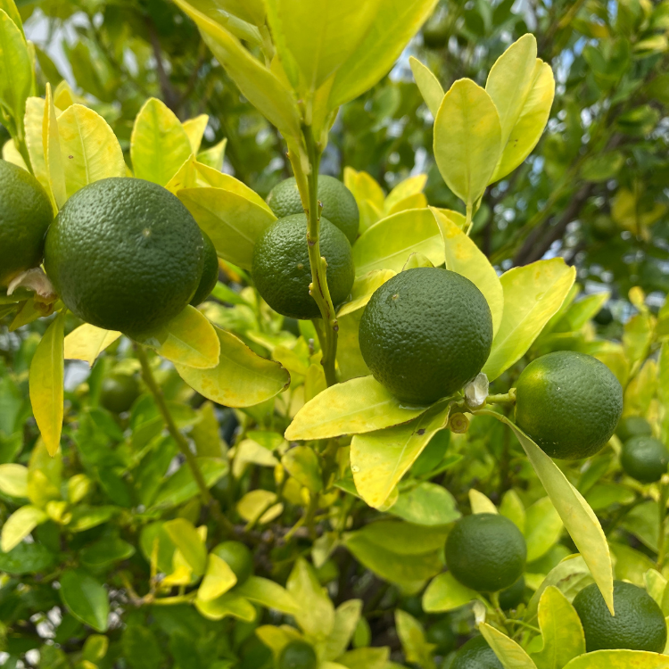 Limau Nipis / Key Lime - Herbalwise Holdings
