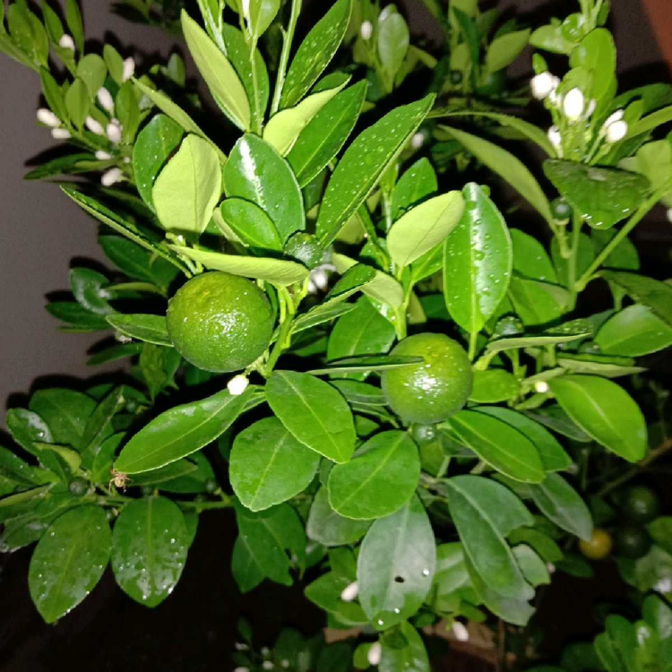 Limau Kasturi / Calamansi - Herbalwise Holdings