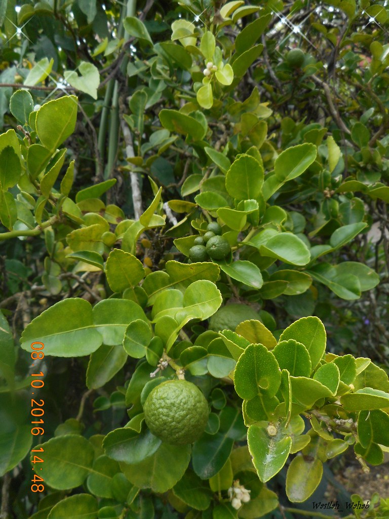 Limau Purut Thailand / Kaffir Lime - Herbalwise Holdings