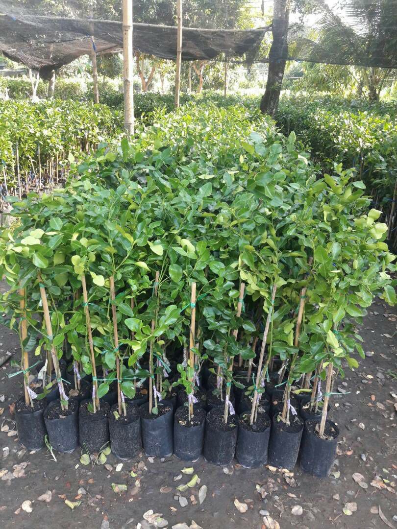 Limau Purut Thailand / Kaffir Lime - Herbalwise Holdings