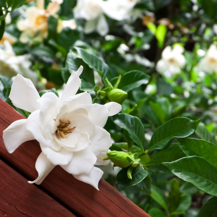Melur Cina / Gardenia - Herbalwise Holdings