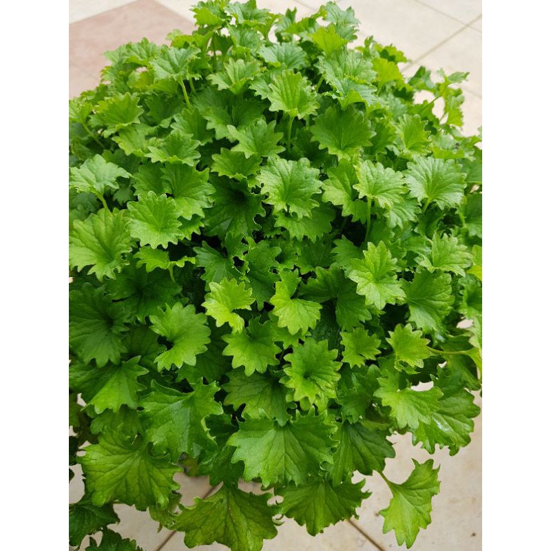 Pegaga Nyonya / Asiatic Pennywort - Herbalwise Holdings