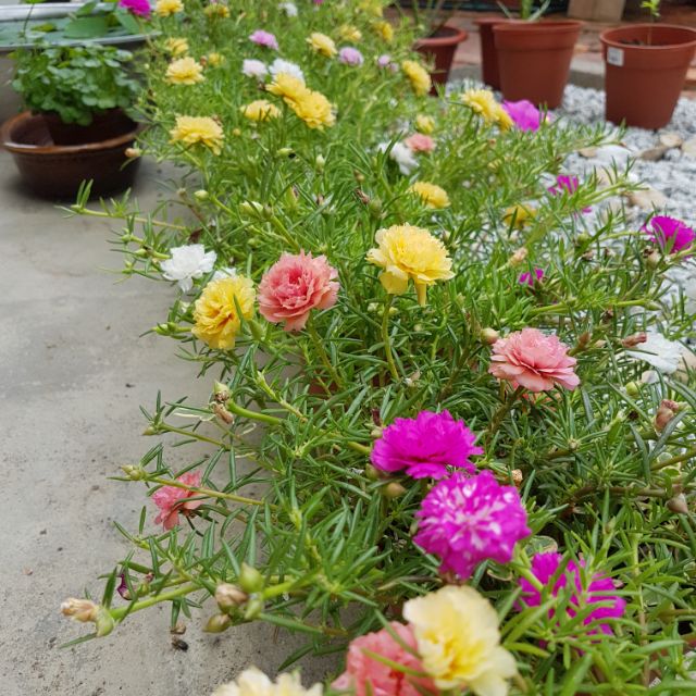 Ros Jepun / Japanese Rose - Herbalwise Holdings