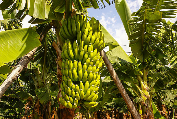 Pisang Montel / Cavendish Banana - Herbalwise Holdings