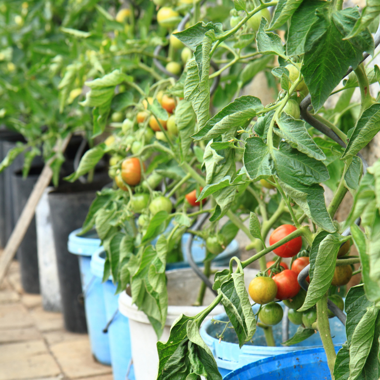 Tomato Ceri / Cherry Tomato - Herbalwise Holdings