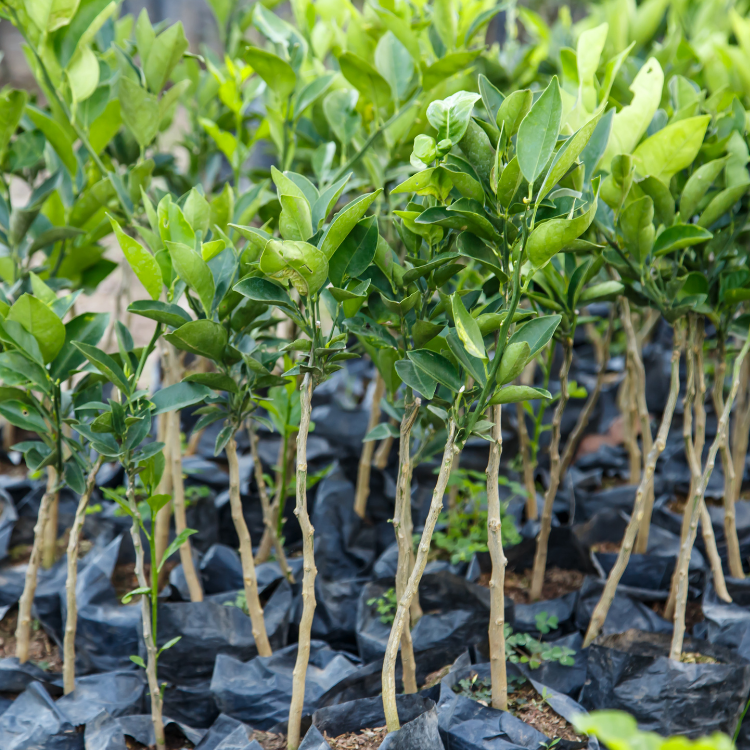 Lemon Australia / Australian Long Lemon - Herbalwise Holdings