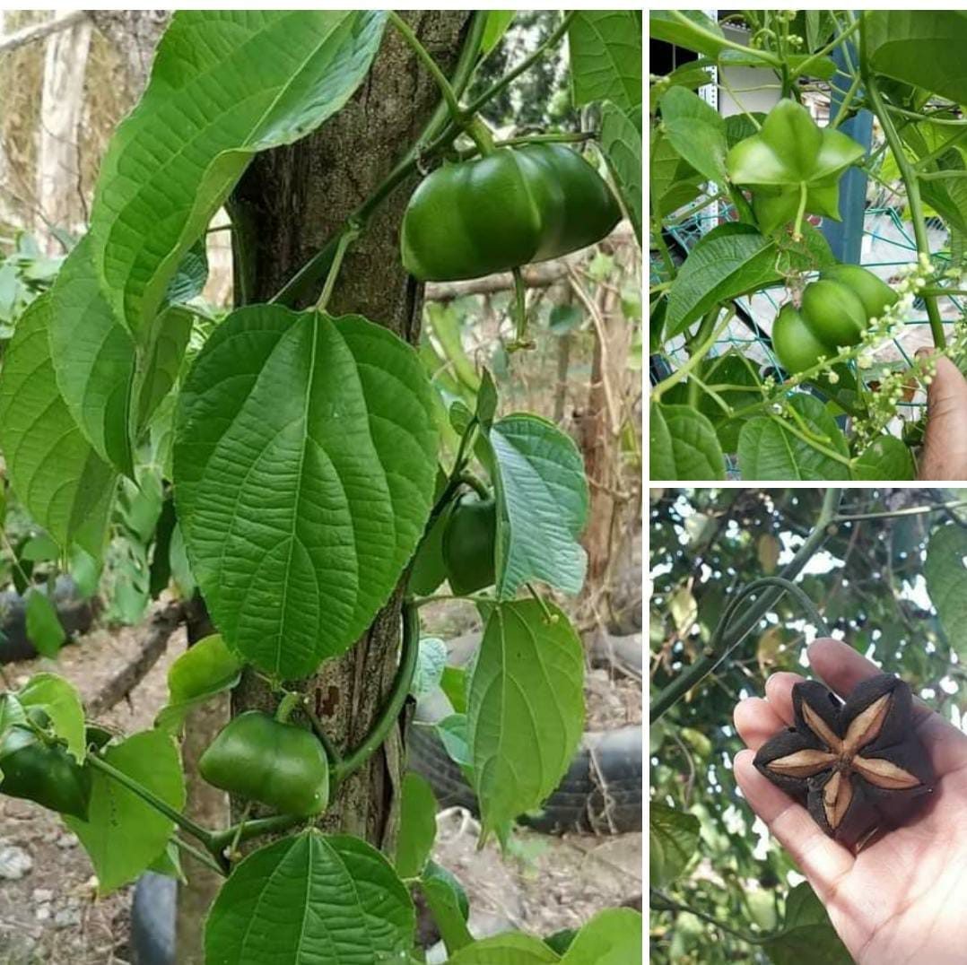 Sacha Inchi / Sacha Peanut - Herbalwise Holdings