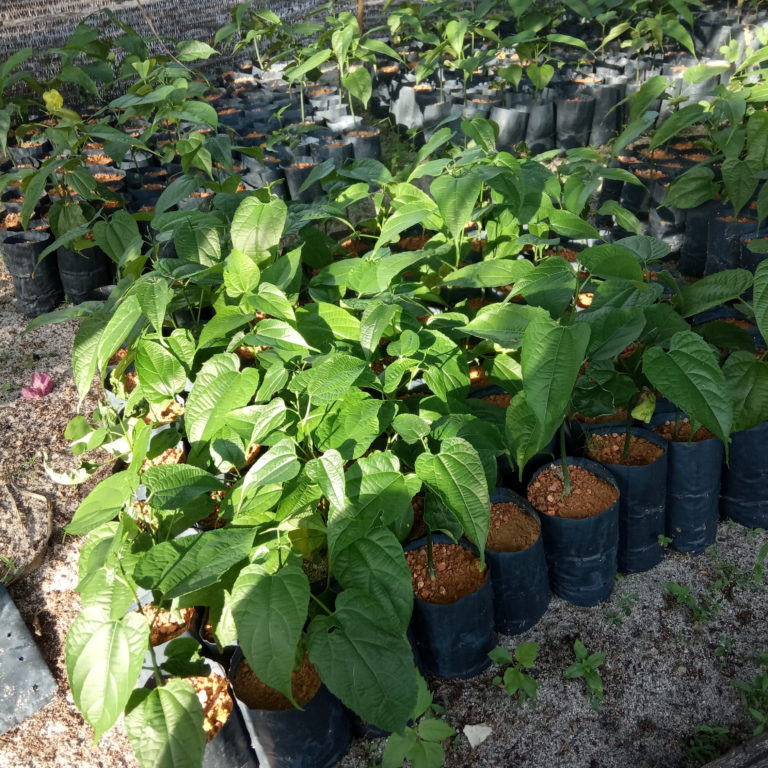 Sacha Inchi / Sacha Peanut - Herbalwise Holdings