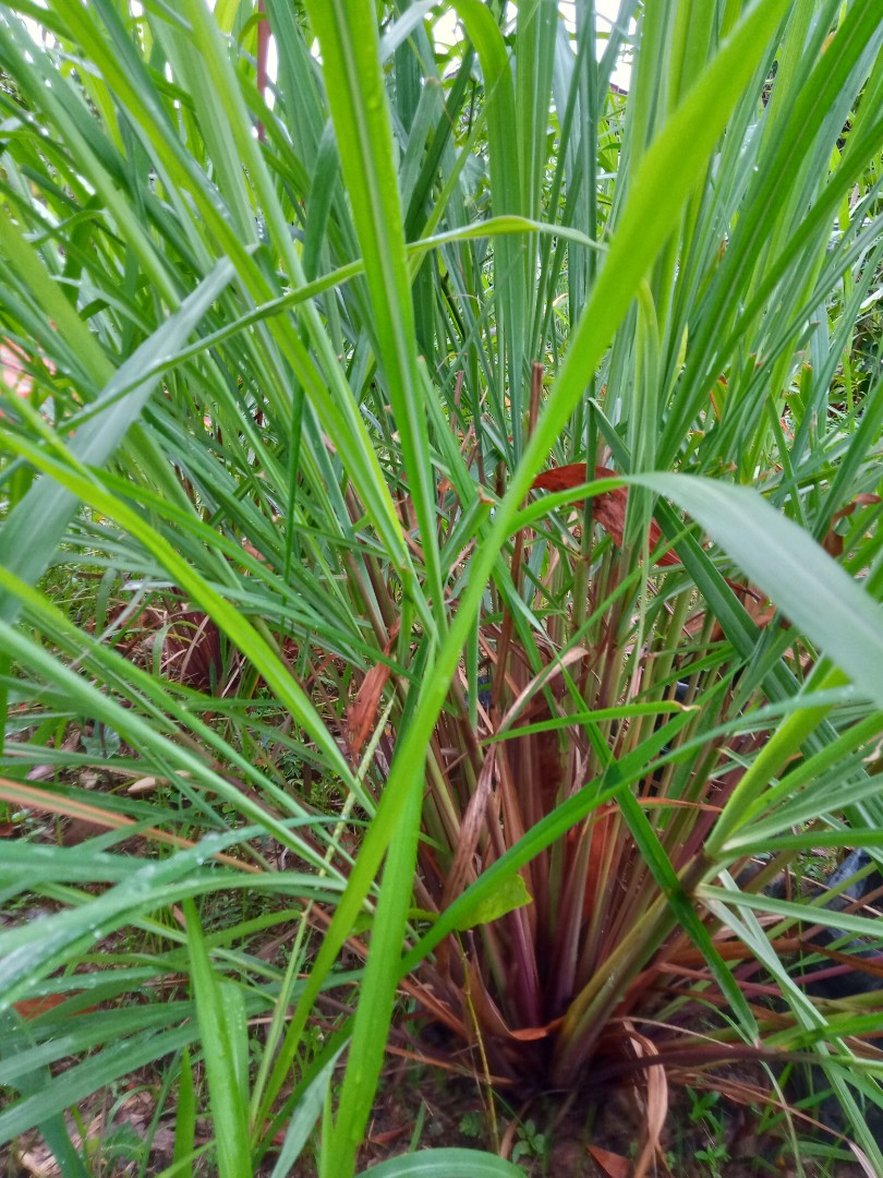 Serai Wangi / Citronella Grass - Herbalwise Holdings