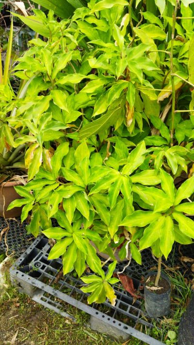 Pokok Insulin / Insulin Plant (Costeus Igneus) - Herbalwise Holdings