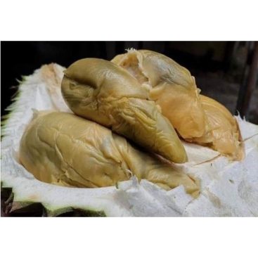 Durian Tupai King/ Squirrel King Durian (Durio Zibethinus Var. ‘Tupai ...