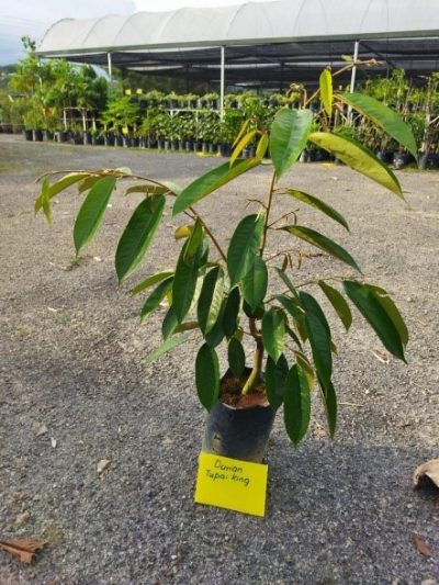 Durian Tupai King/ Squirrel King Durian (Durio Zibethinus Var. ‘Tupai ...