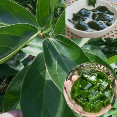 25g Premna Oblongifolia/ Green Grass Jelly/ Cincau Hijau Perdu - DAUN ...